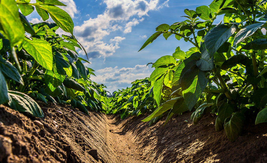Produce Distributor - Potato and Onion Distributor - Alsum