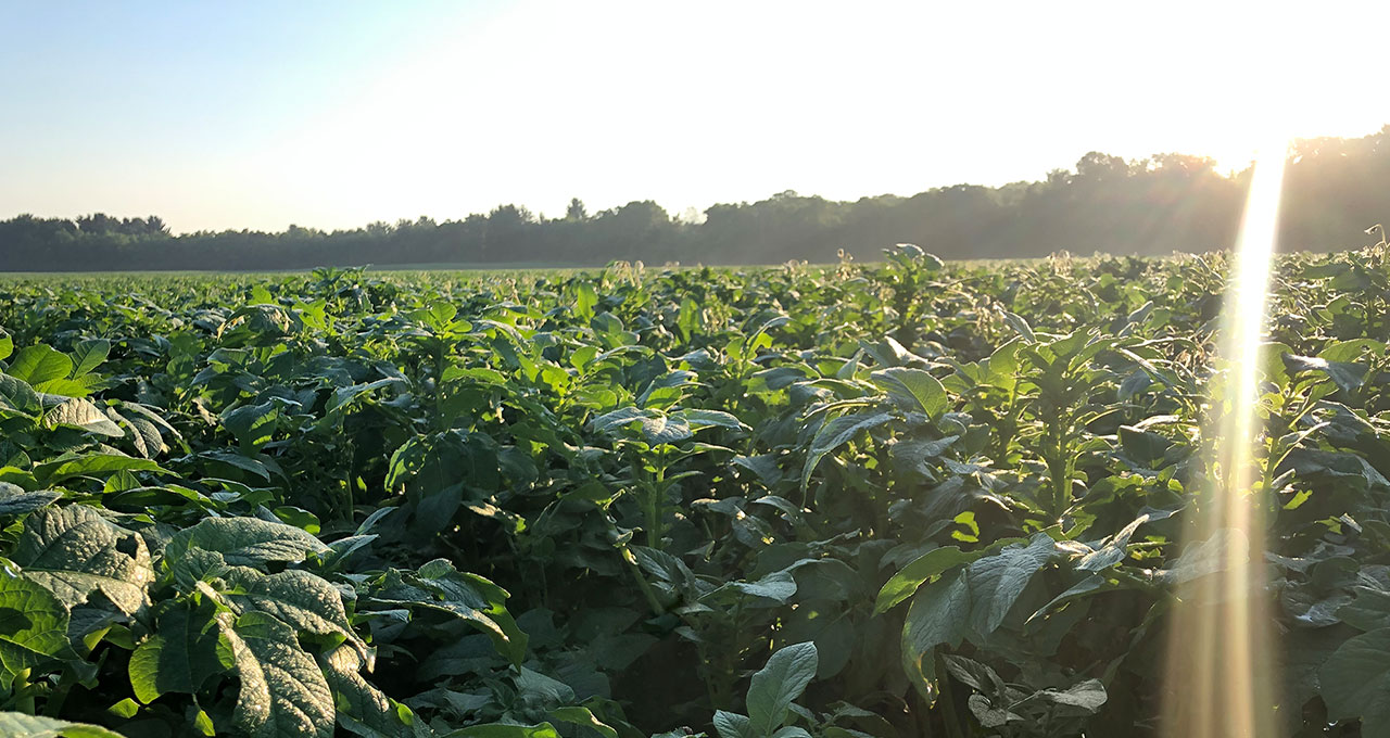 Potato Distributor - Potato Recipes - Potato Varieties Alsum